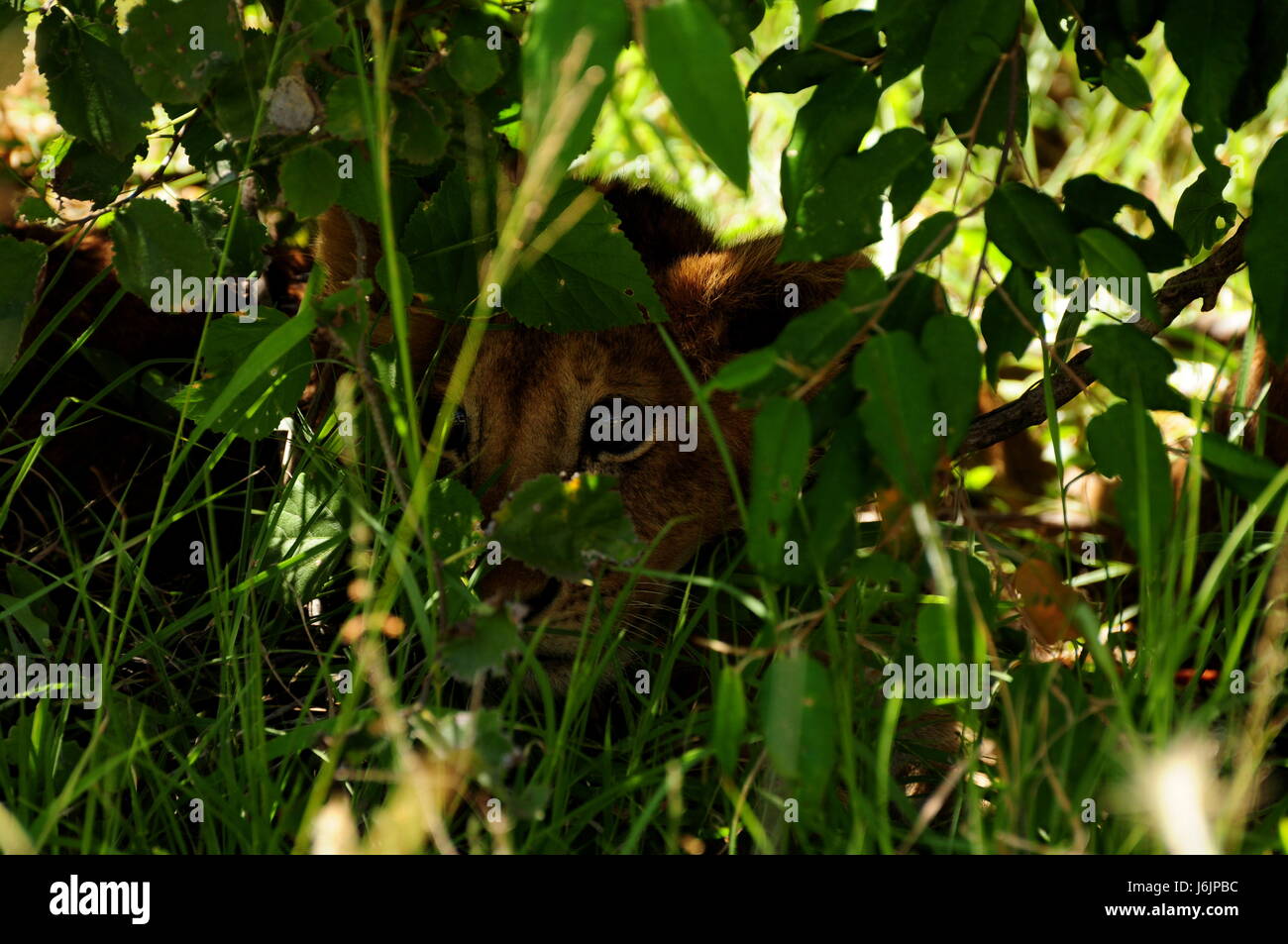 africa lion cat big cat feline predator small tiny little short bush ...