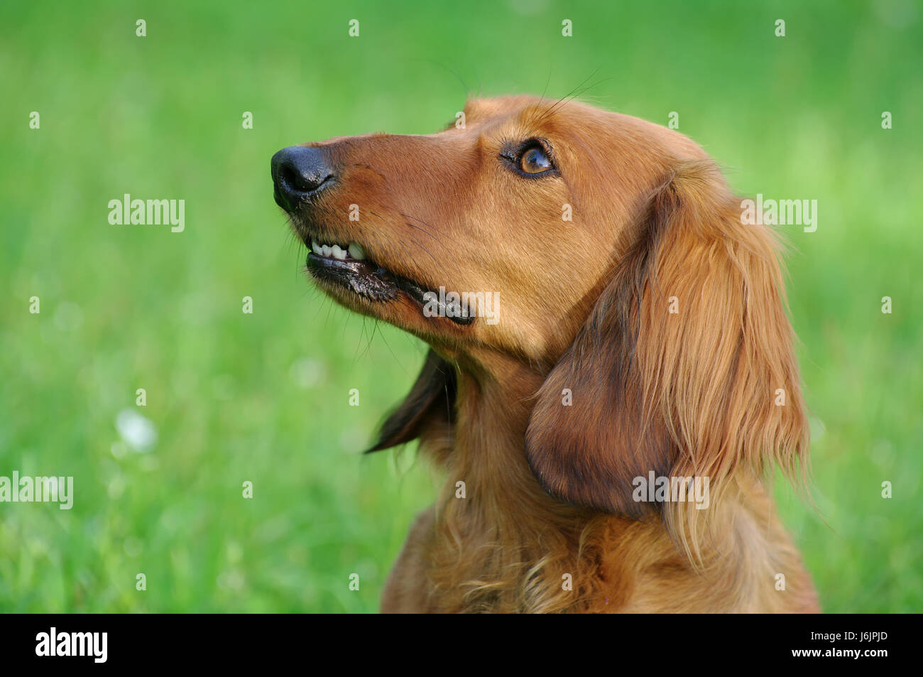 Langhaardackel hi-res stock photography and images - Alamy