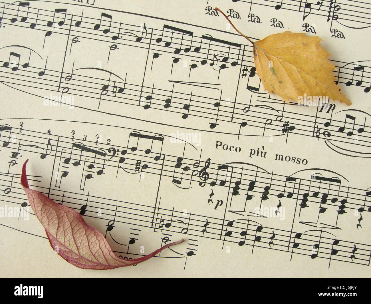 leaf music art culture musical composition model design project concept ...