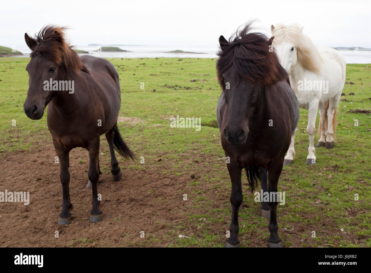 horse pony mane icelander horse pony iceland mane icelander horse ...