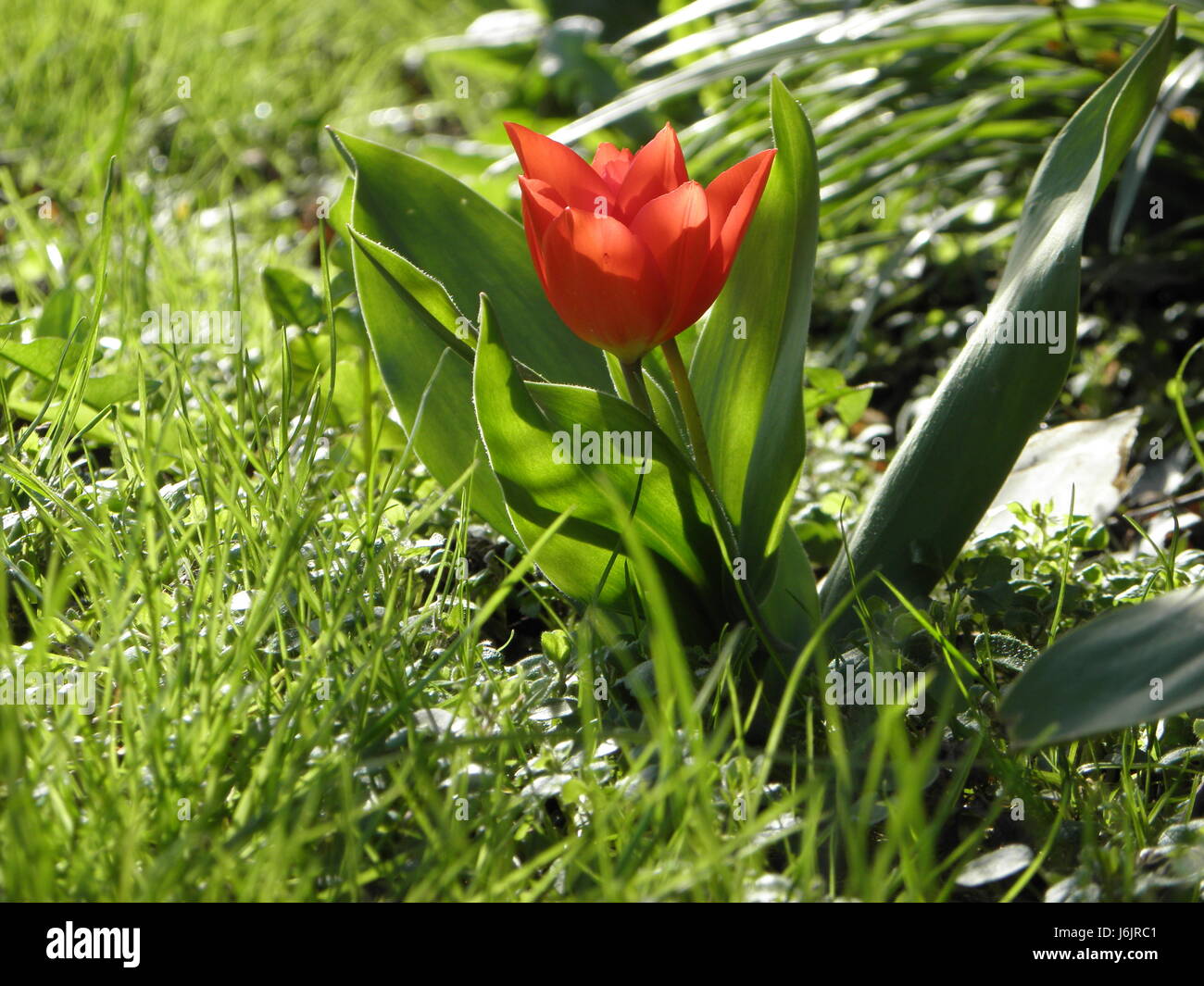 flower plant tulip onion bloom blossom flourish flourishing coloured ...