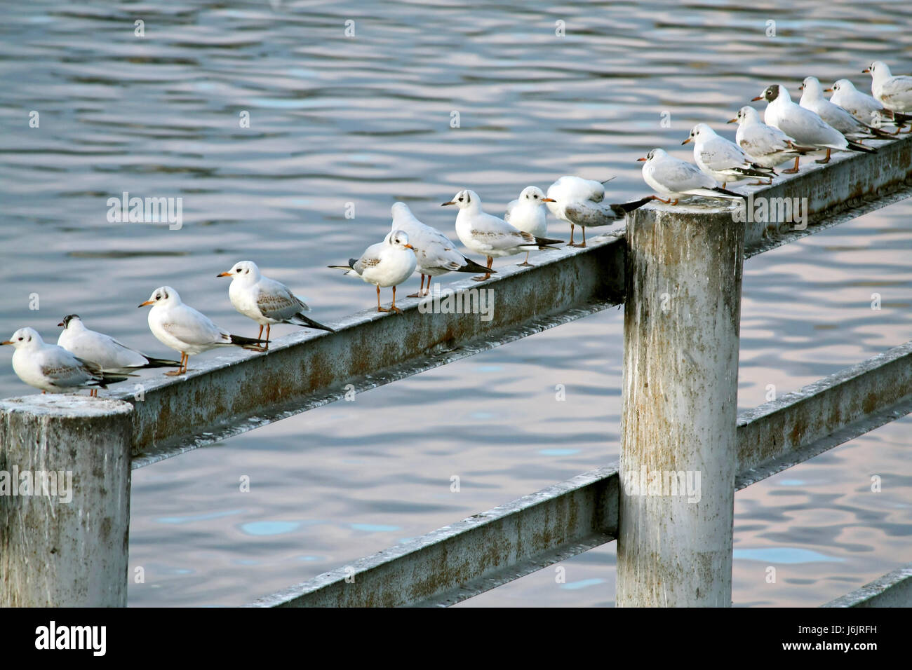 bird row river water seagull gull pillar wait waiting blue animal bird ...