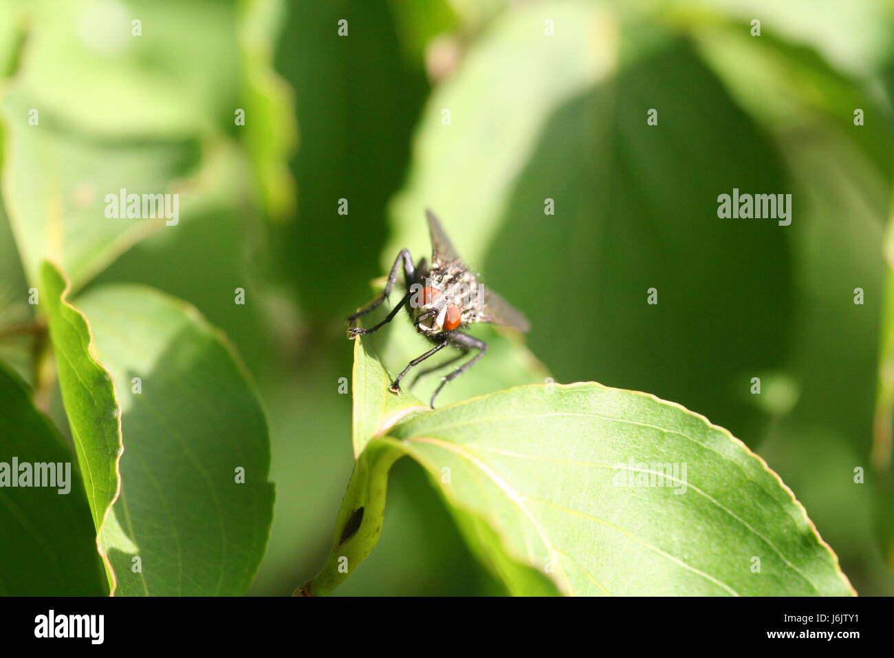 macro close-up macro admission close up view green fly gnat page sheet ...