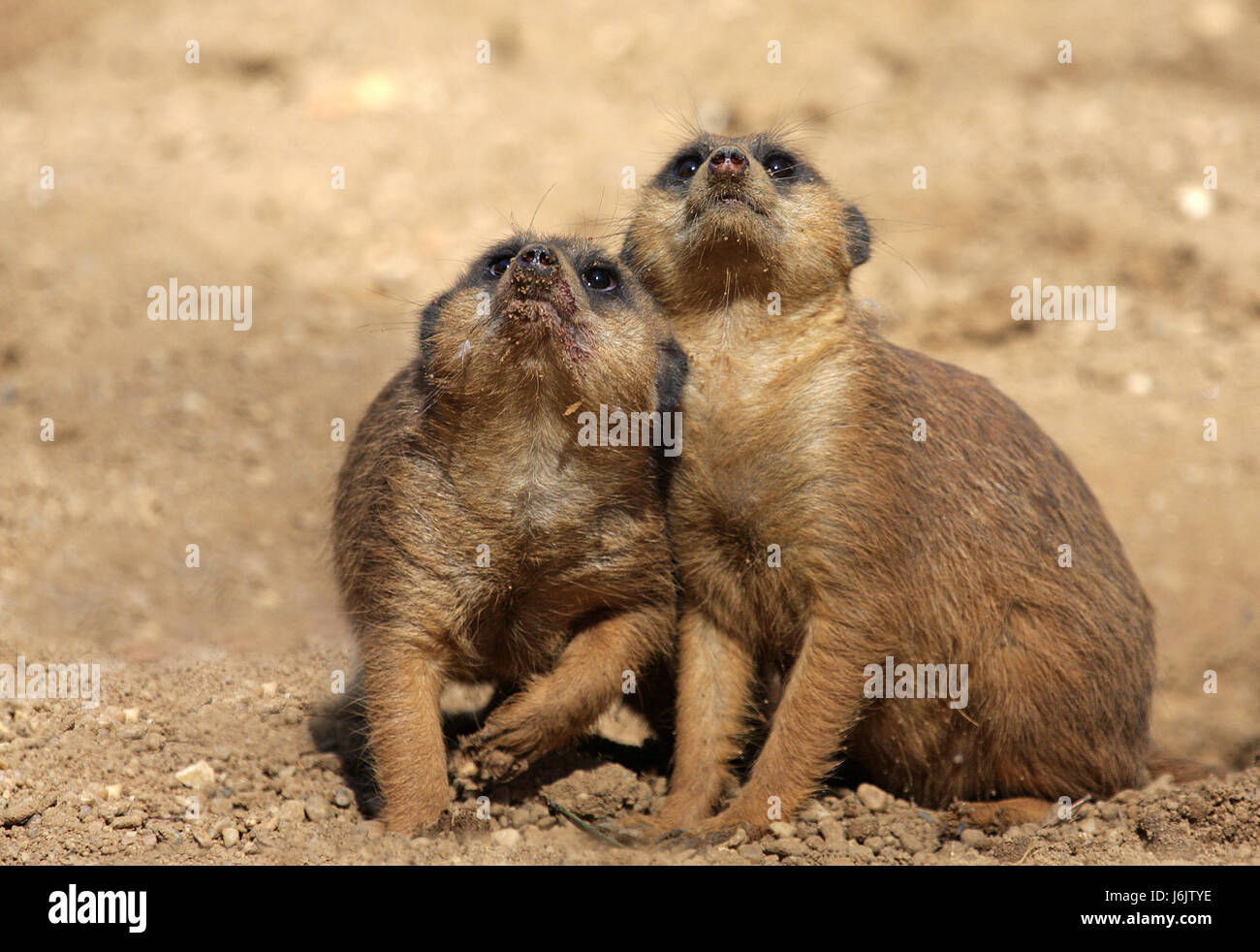 mammal africa portrait look glancing see view looking peeking looking ...