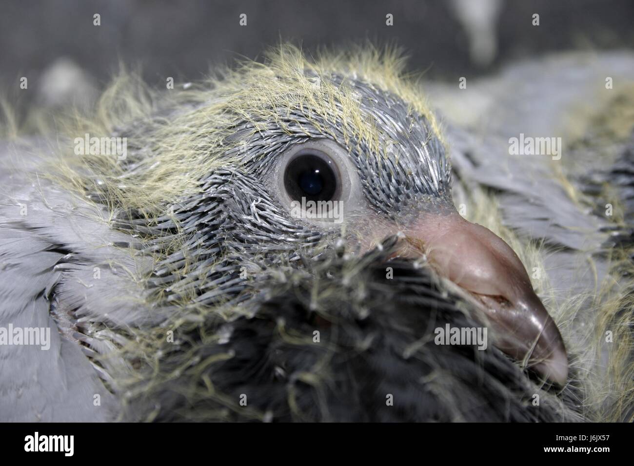 Pigeon post hi-res stock photography and images - Alamy