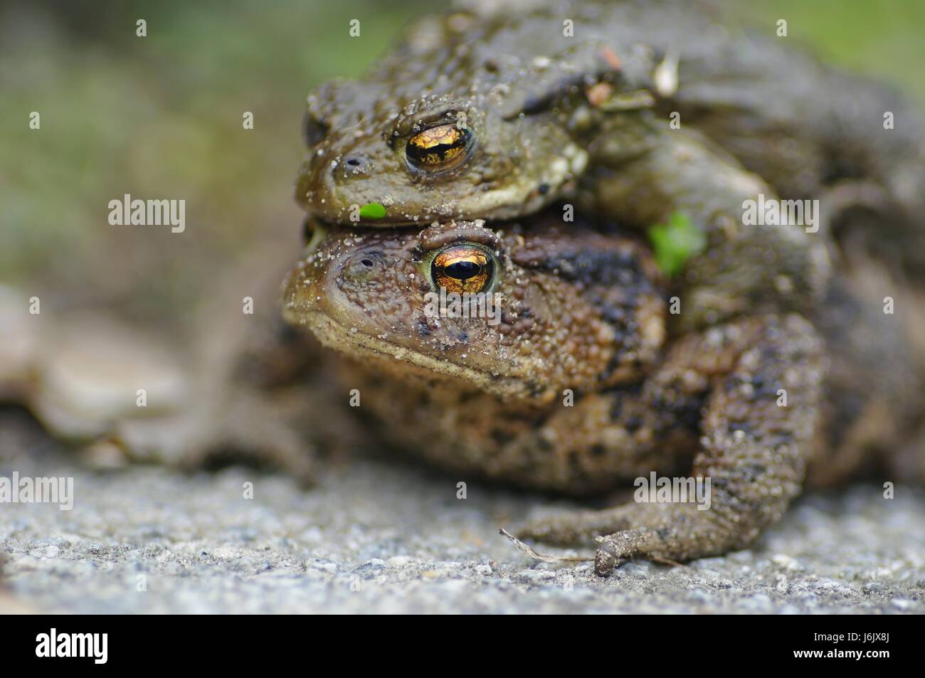 toad pair in mating Stock Photo - Alamy