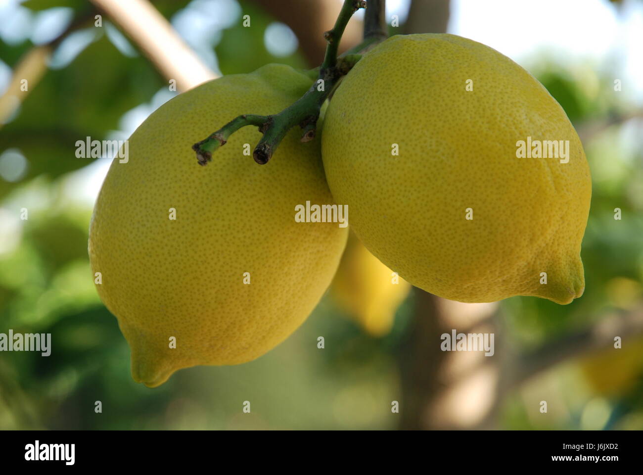 lemons in the shade Stock Photo - Alamy