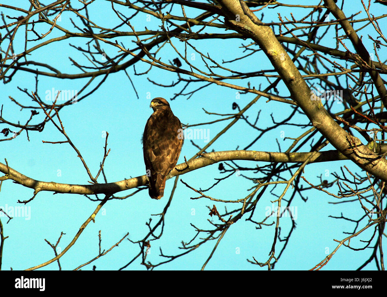 Falcon observation hi-res stock photography and images - Alamy