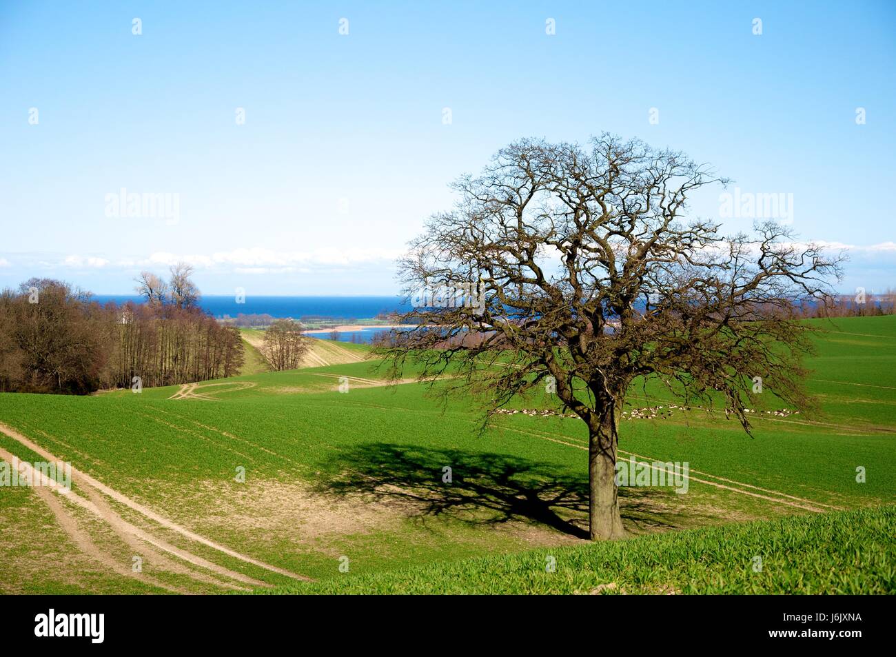 blue wood greenland tourism spring bouncing bounces hop skipping frisks ...
