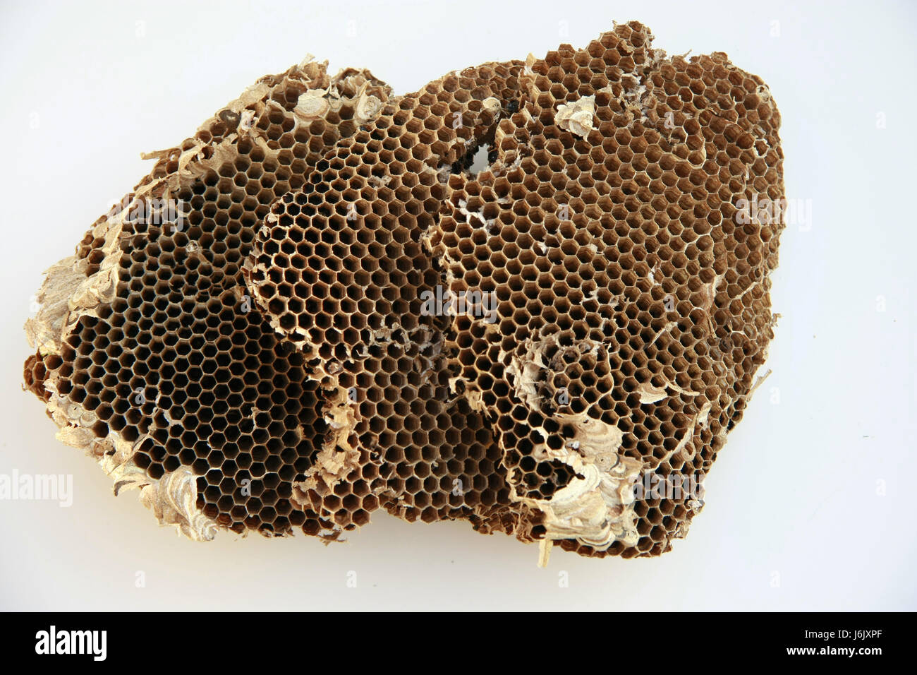 Hornets honeycombs hi-res stock photography and images - Alamy