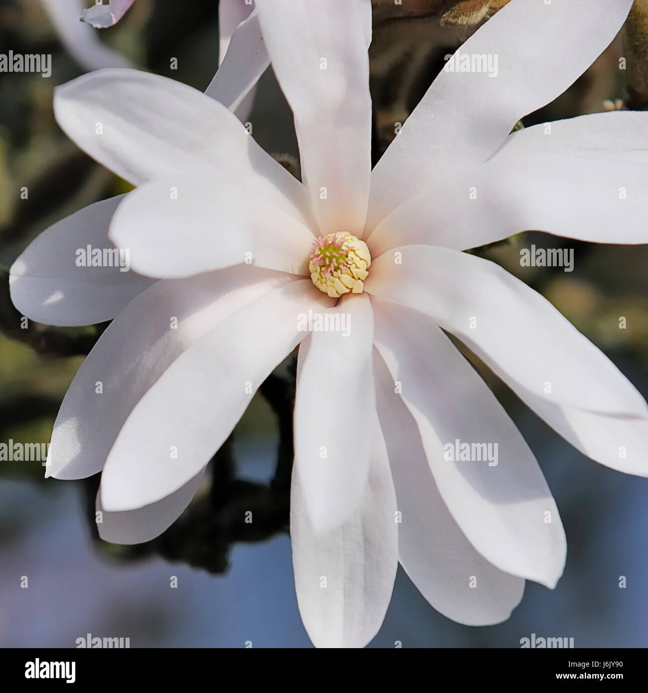 star magnolia 33 Stock Photo - Alamy