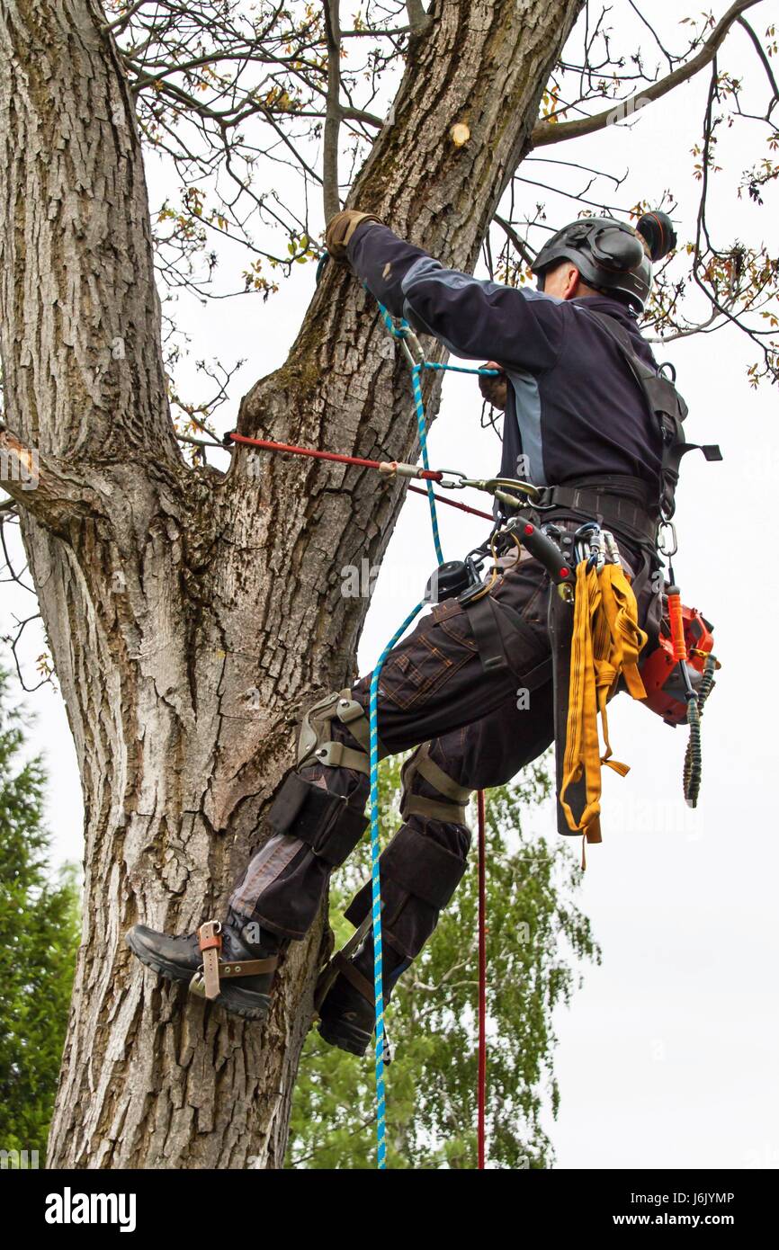 Arborist using a chainsaw to cut a walnut tree. Lumberjack with saw and ...