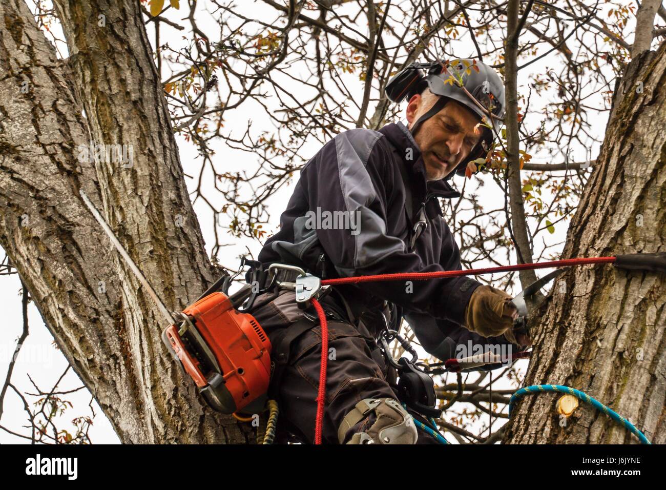 Arborist using a chainsaw to cut a walnut tree. Lumberjack with saw and ...