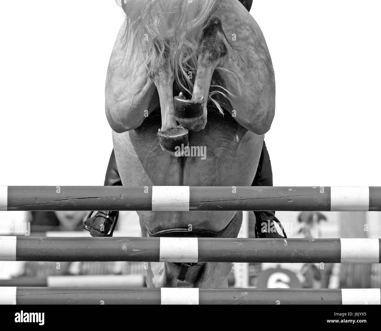 horse spring bouncing bounces hop skipping frisks jumping jump backside ...