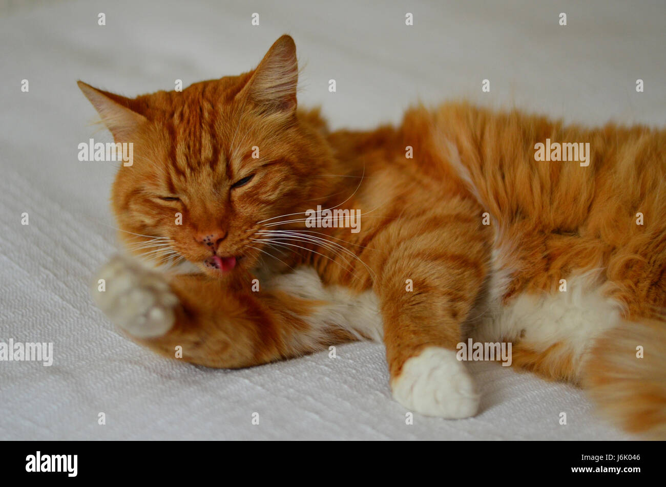 Ginger cat laying on a bed Stock Photo - Alamy