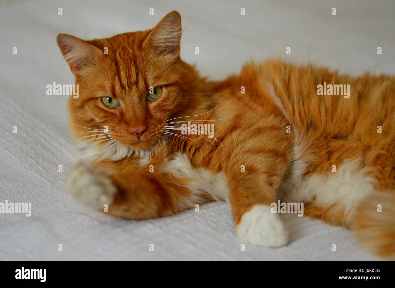 Ginger cat laying on a bed Stock Photo - Alamy