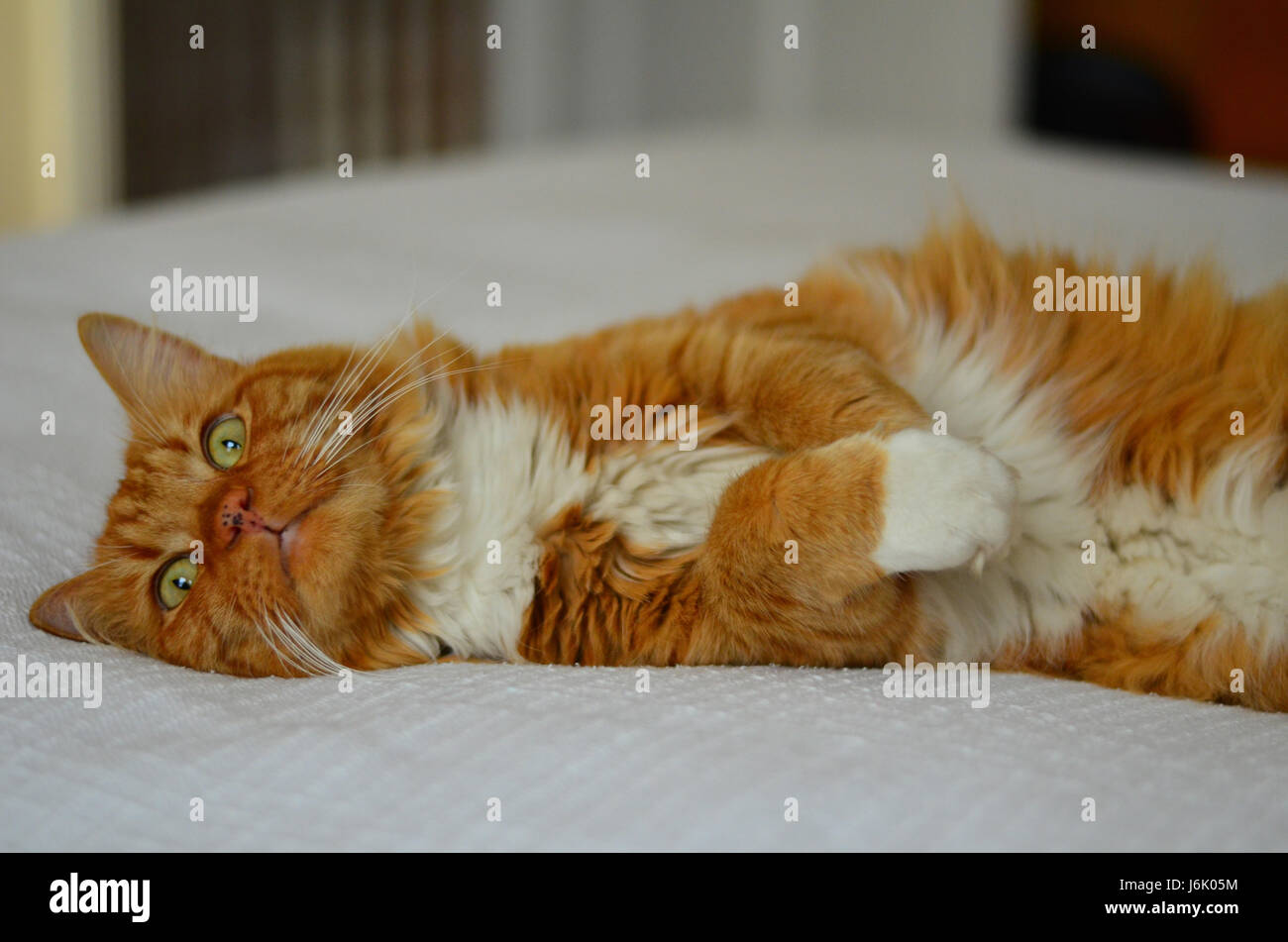 Ginger cat laying on a bed Stock Photo - Alamy