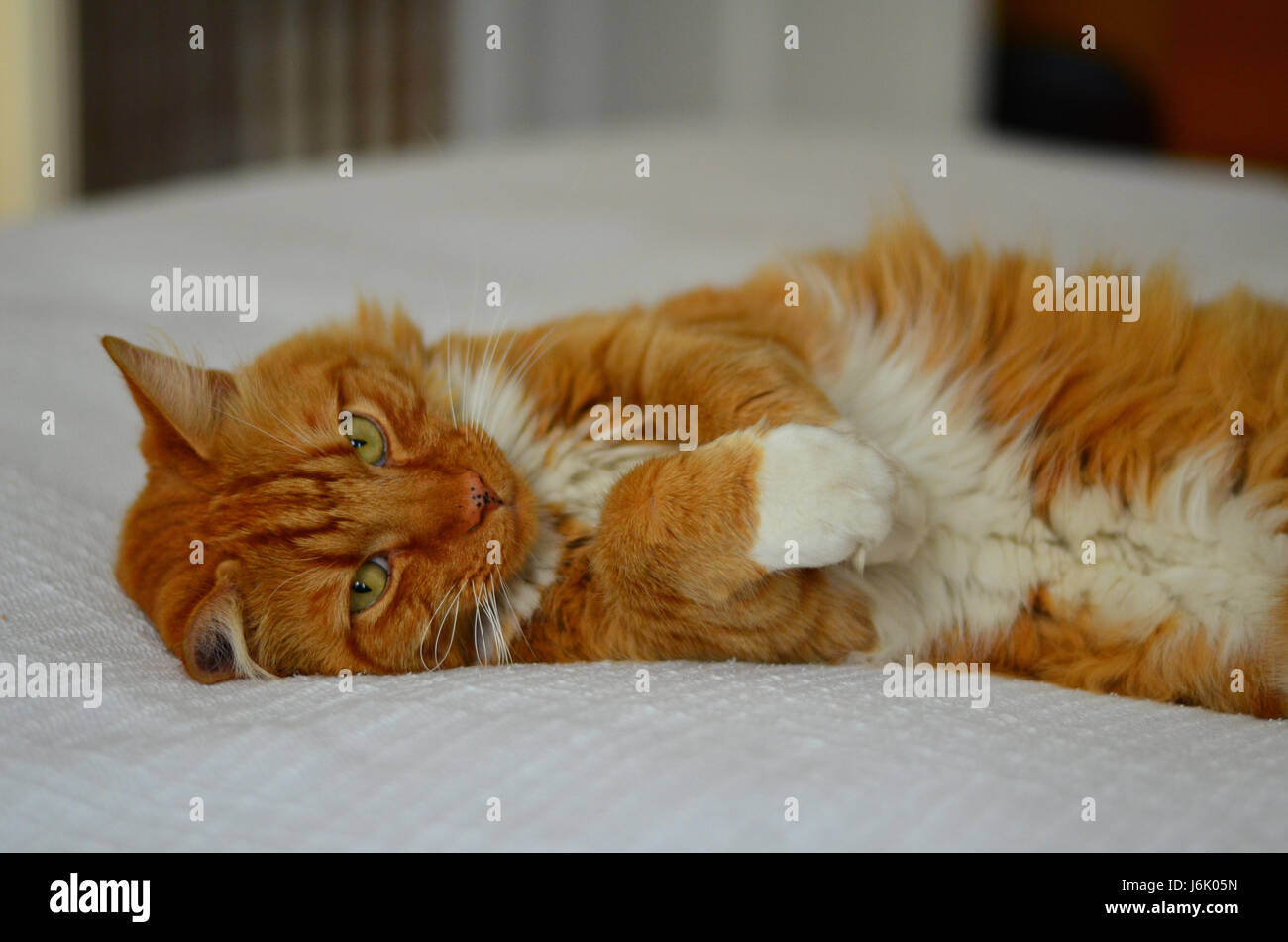 Ginger cat laying on a bed Stock Photo - Alamy