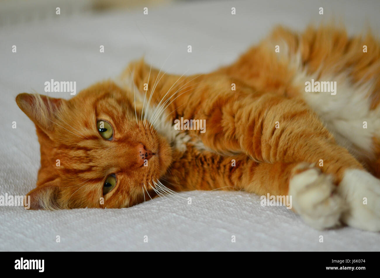 Ginger cat laying on a bed Stock Photo - Alamy