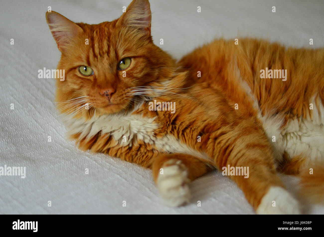Ginger cat laying on a bed Stock Photo - Alamy