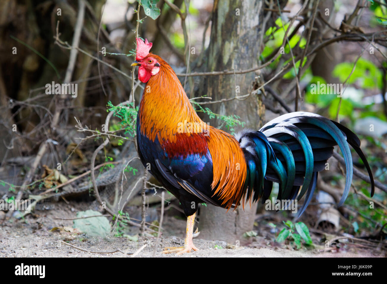 animal bird farm chicken homey domestic rural peasant cock rooster ...