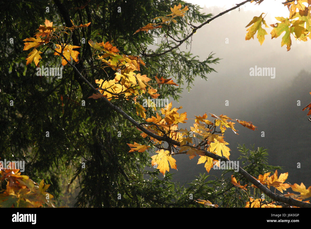 leaves sunlight branches evergreen foliage fall autumn green california ...