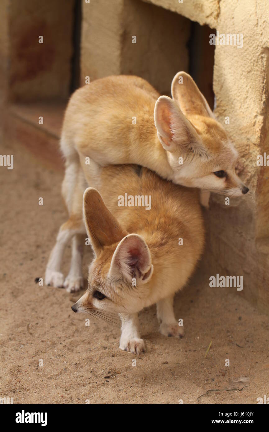 Fennek fennecus zerda hi-res stock photography and images - Alamy