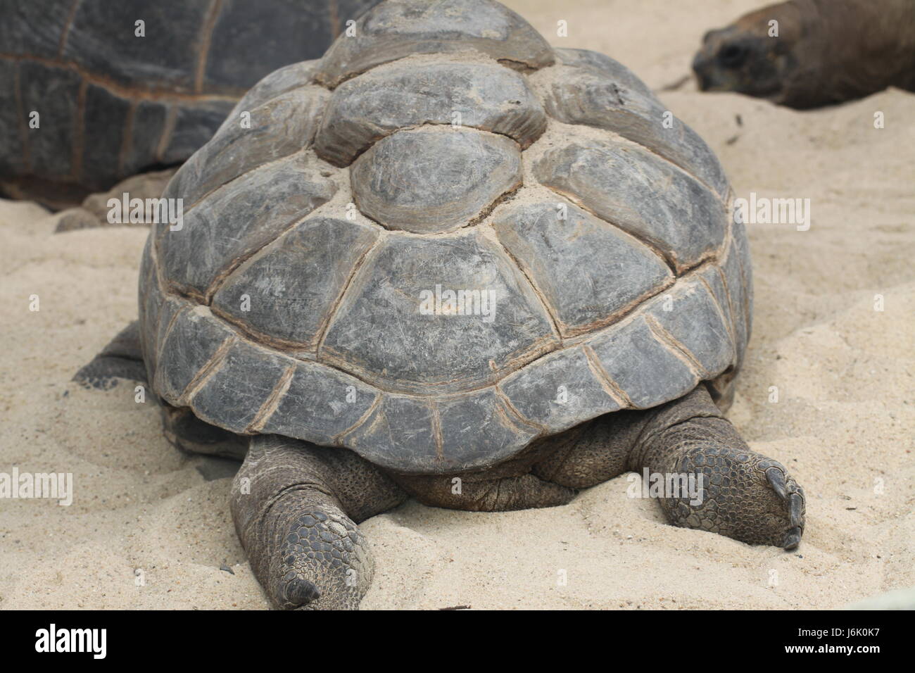 Turtle madagascar water hi-res stock photography and images - Alamy