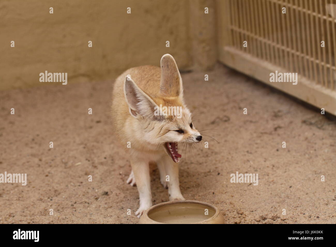 Fennek fennecus zerda hi-res stock photography and images - Alamy
