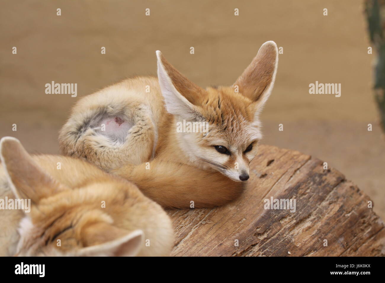 Fennek fennecus zerda hi-res stock photography and images - Alamy