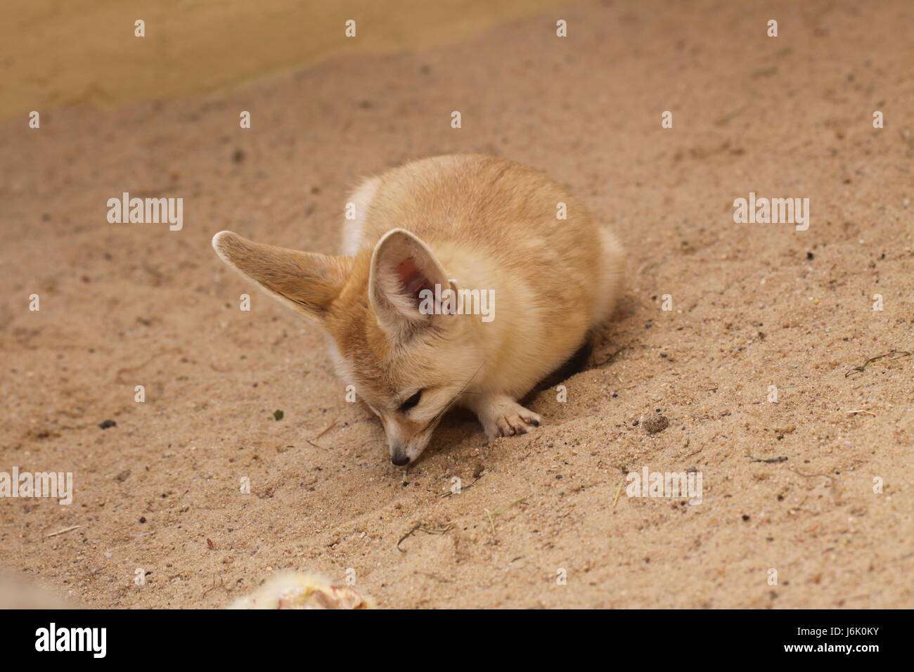 Fennek fennecus zerda hi-res stock photography and images - Alamy