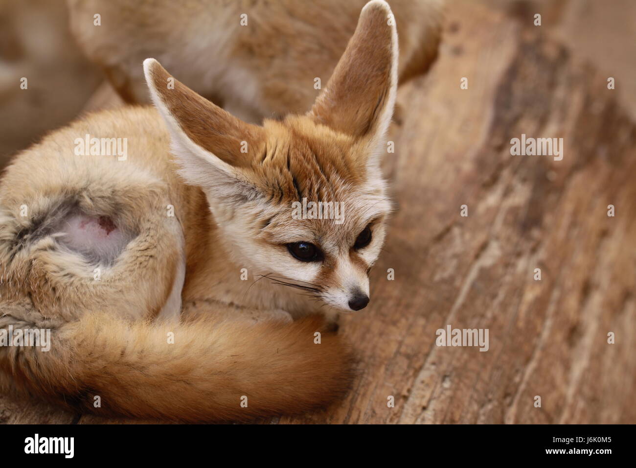 Fennek fennecus zerda hi-res stock photography and images - Alamy