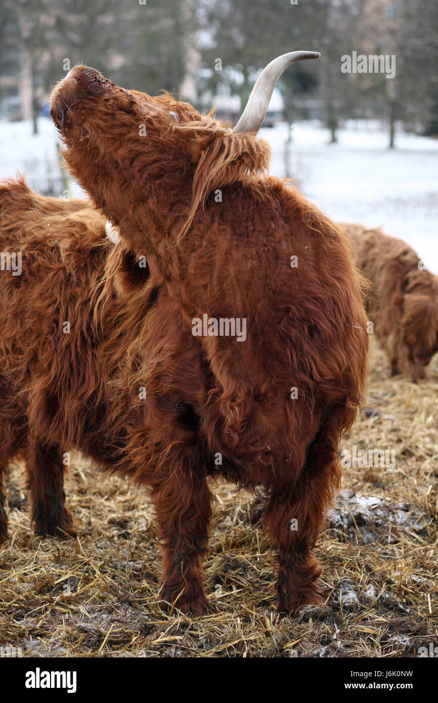 Gallery Of Scottish Highlander Cattle