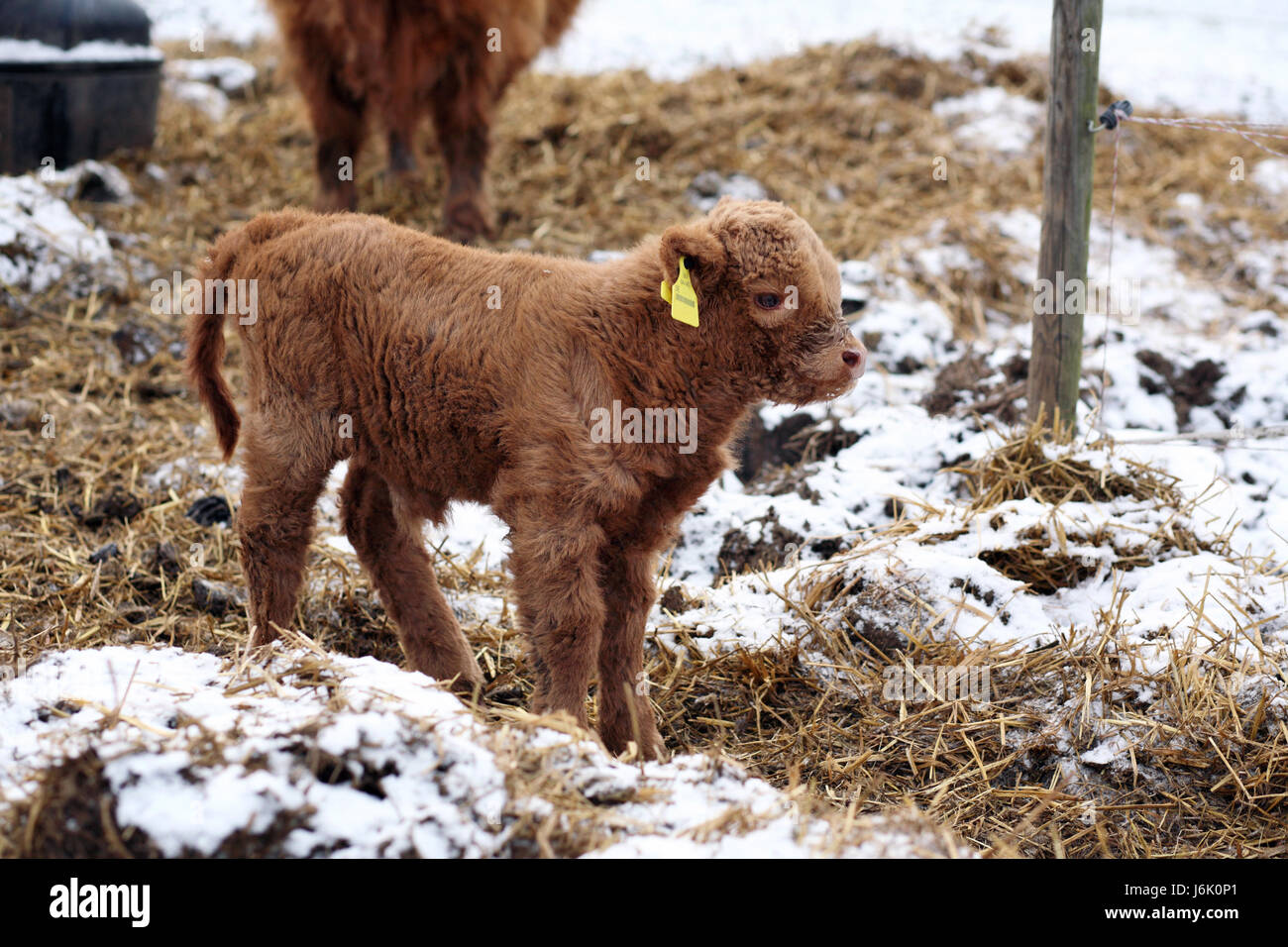 Week old calf cow hi-res stock photography and images - Alamy