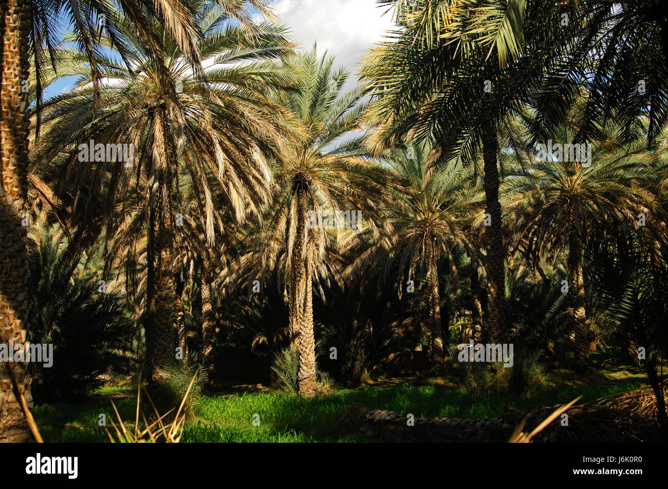 plantation of date palms,oman Stock Photo - Alamy