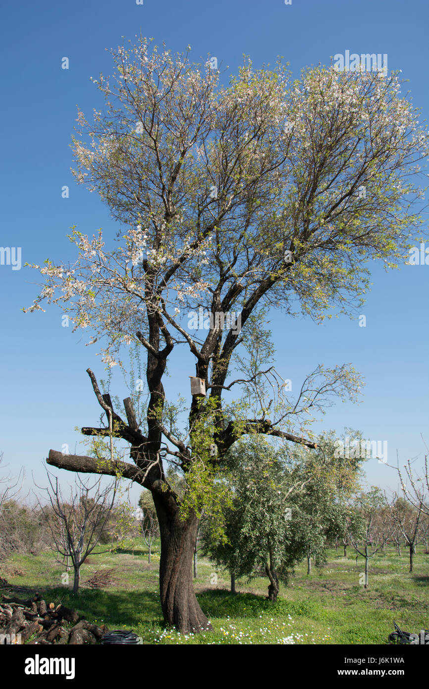 The age of the tree has exceeded 40 years. size about 15 meters Stock ...