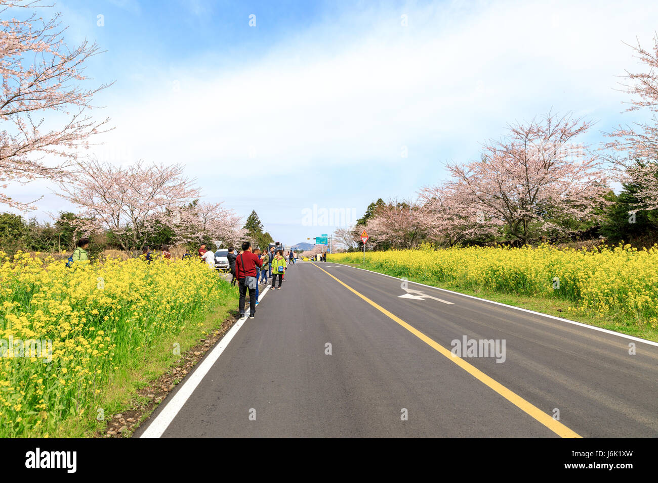Spring canola blossom on the street in Jeju Island, South Korea Stock ...