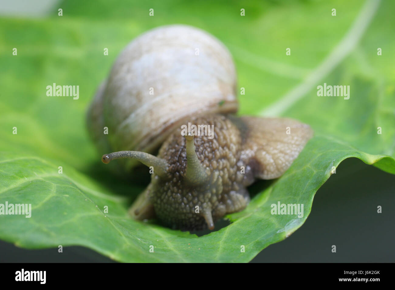 animal eyes snail edible snail snail shell page sheet food aliment ...