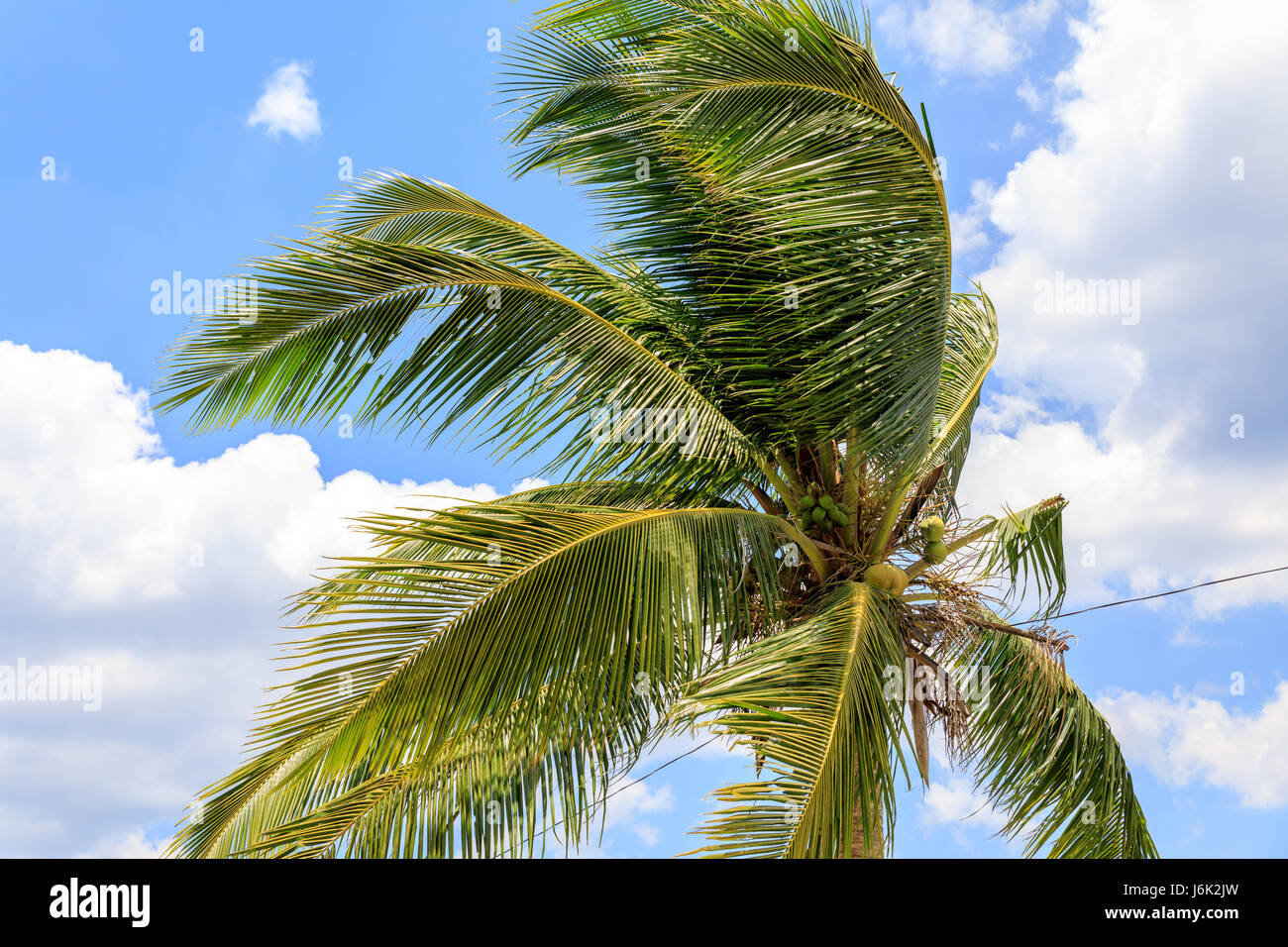 Palm tree behind hi-res stock photography and images - Alamy