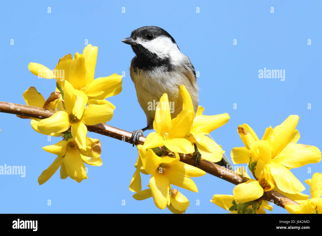 bird wild spring wildlife nature blue animal bird fauna wild flower ...