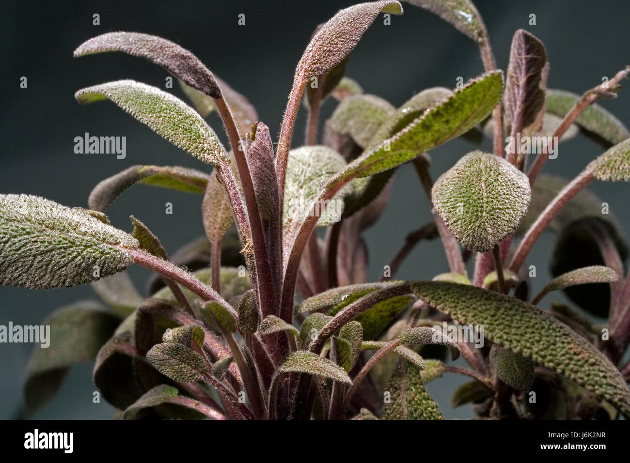 Sage tea boil hi-res stock photography and images - Alamy