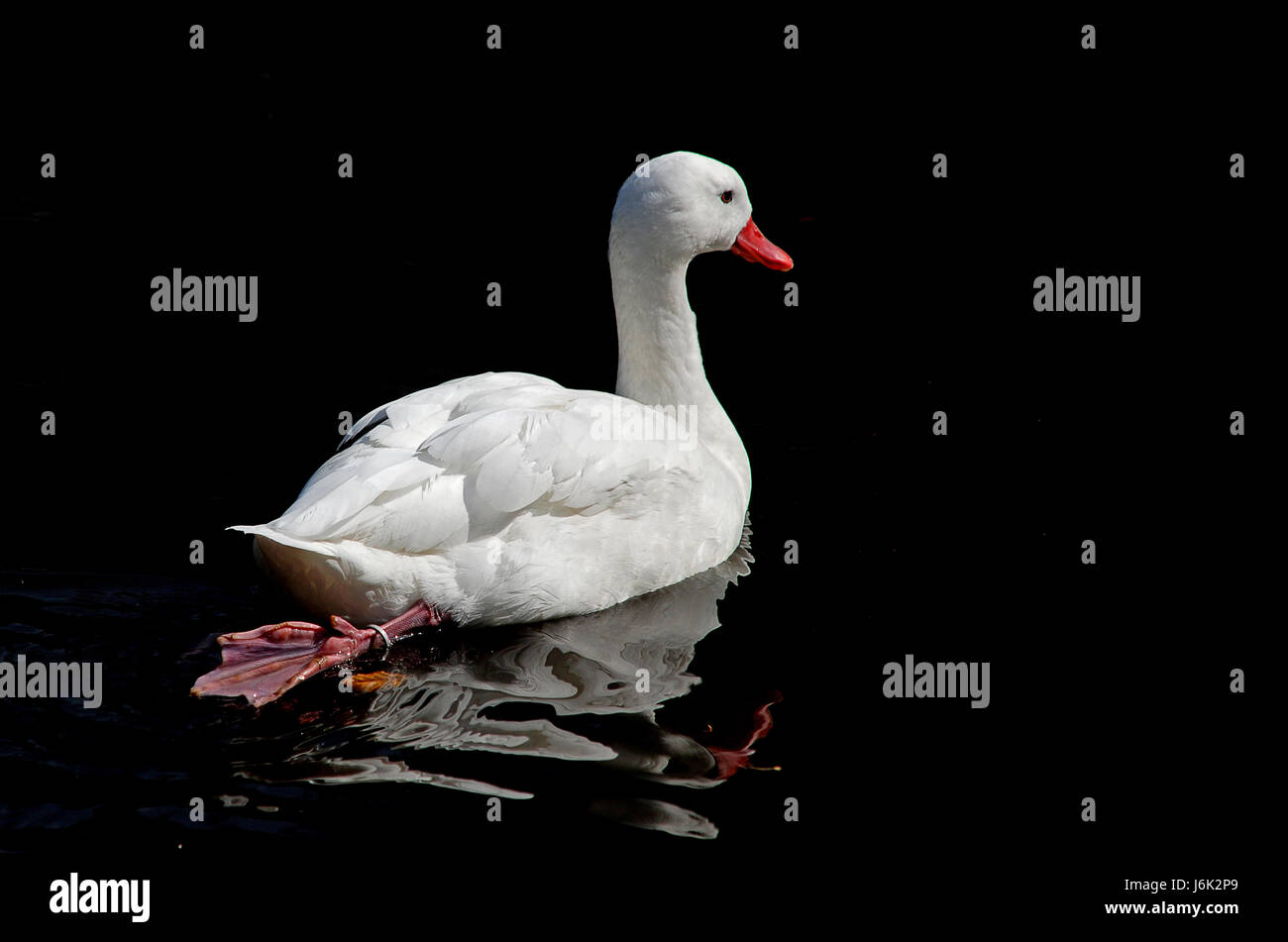 Duck from behind hi-res stock photography and images - Alamy