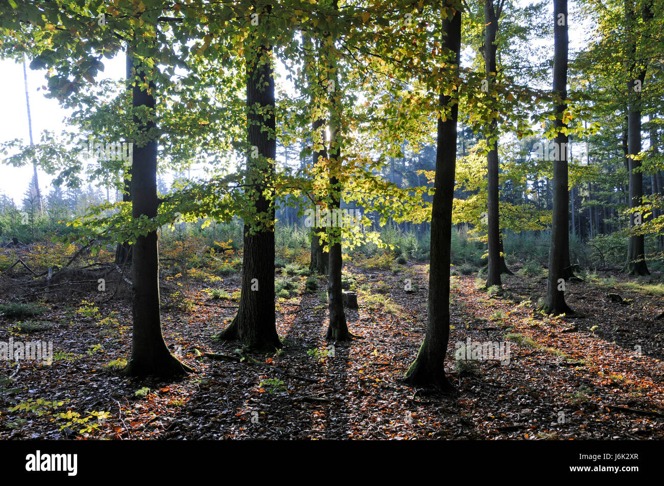 sun in forest Stock Photo - Alamy