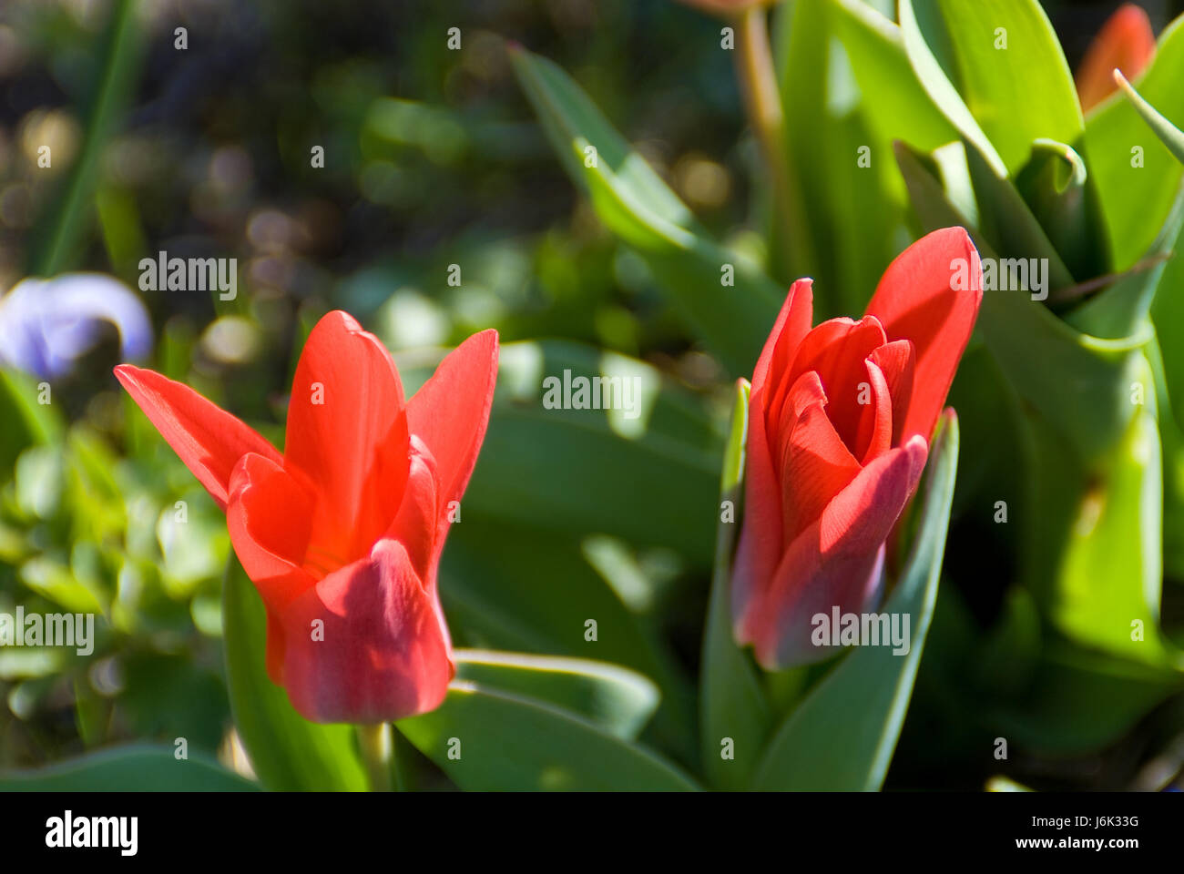 two red tulips Stock Photo - Alamy
