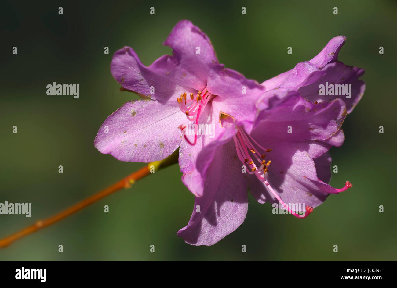 rhododendron praecox 2 Stock Photo - Alamy