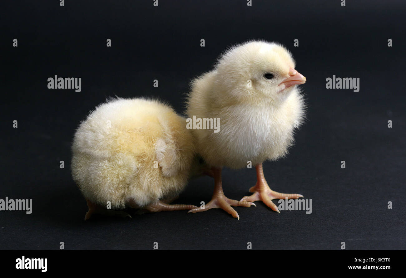 Funny chicken photos hi-res stock photography and images - Alamy