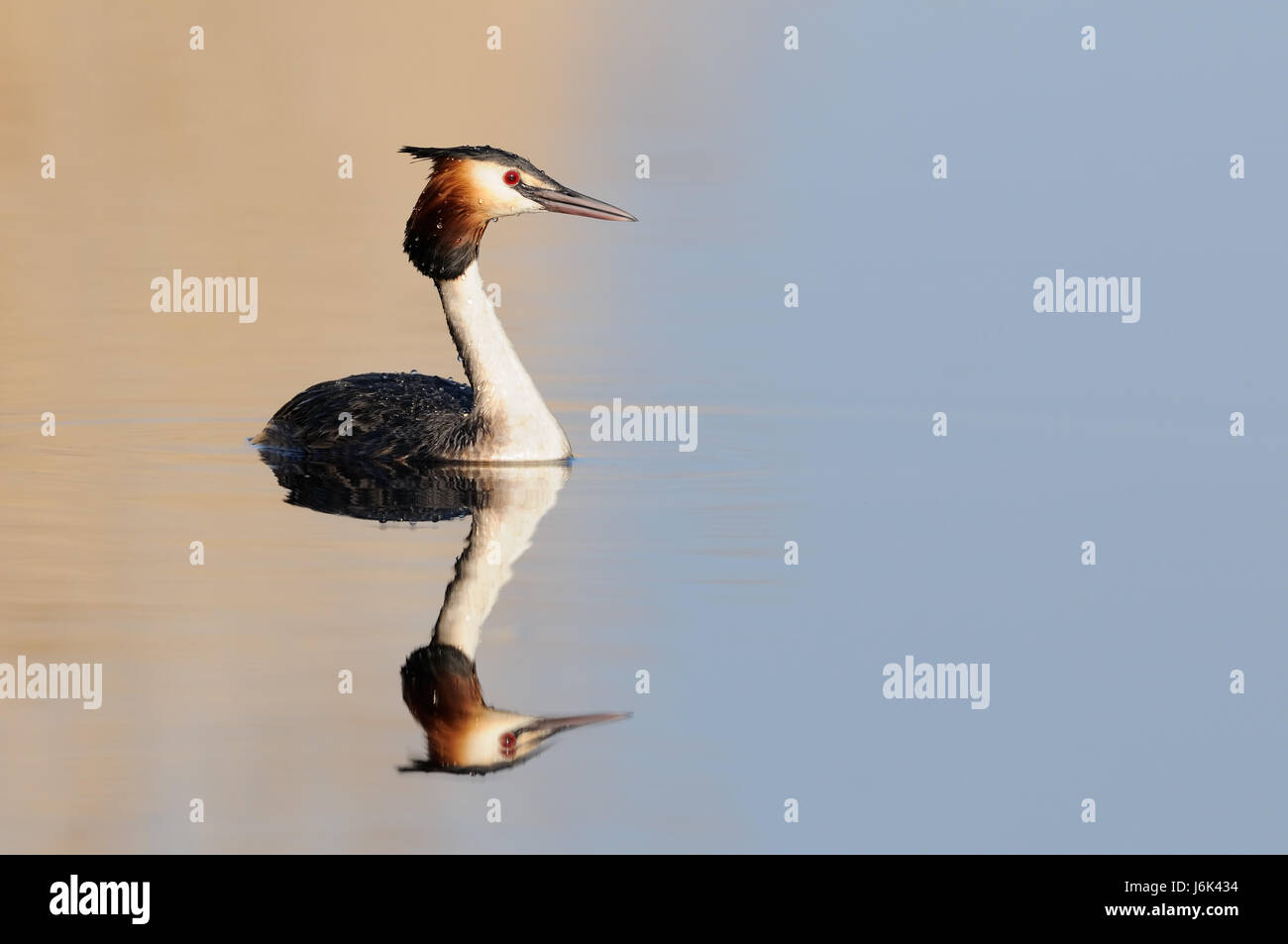 grebes in the evening light Stock Photo - Alamy