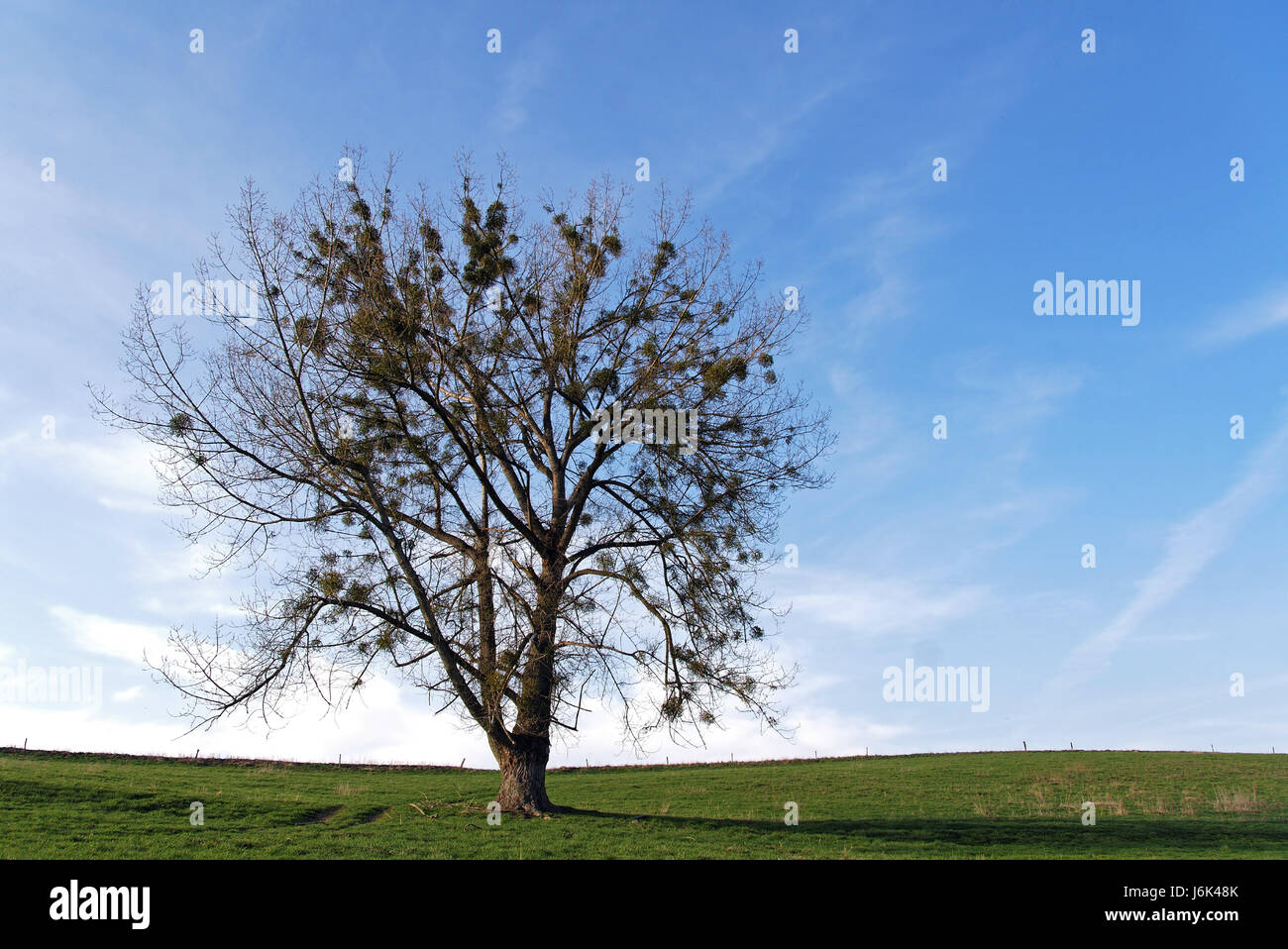 Oak Tree Mistletoe High Resolution Stock Photography and Images - Alamy
