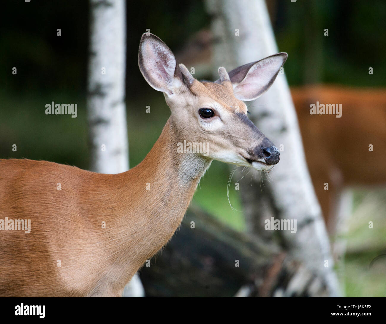 Whitetail buck hi-res stock photography and images - Alamy