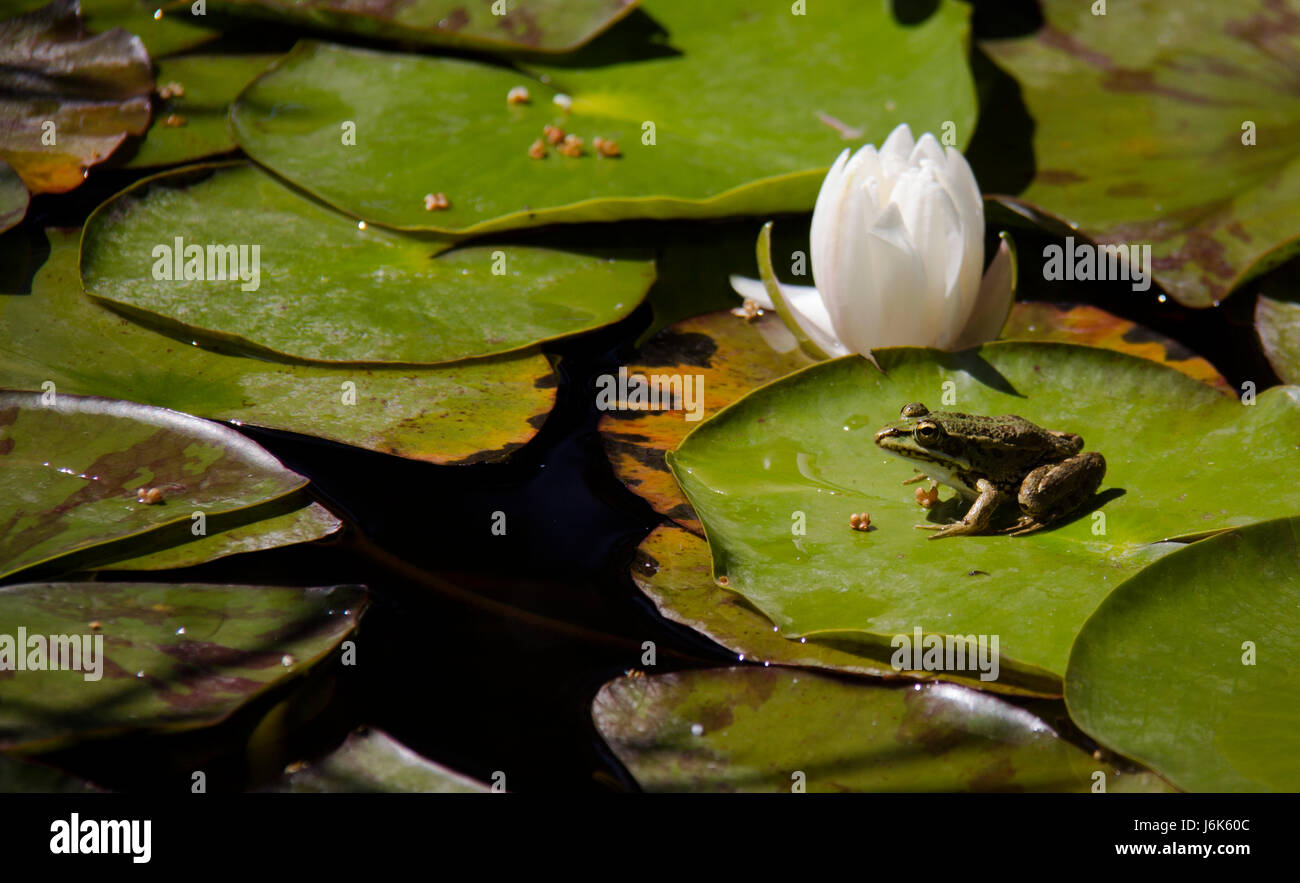 Common frog ( rana temporaria Stock Photo - Alamy